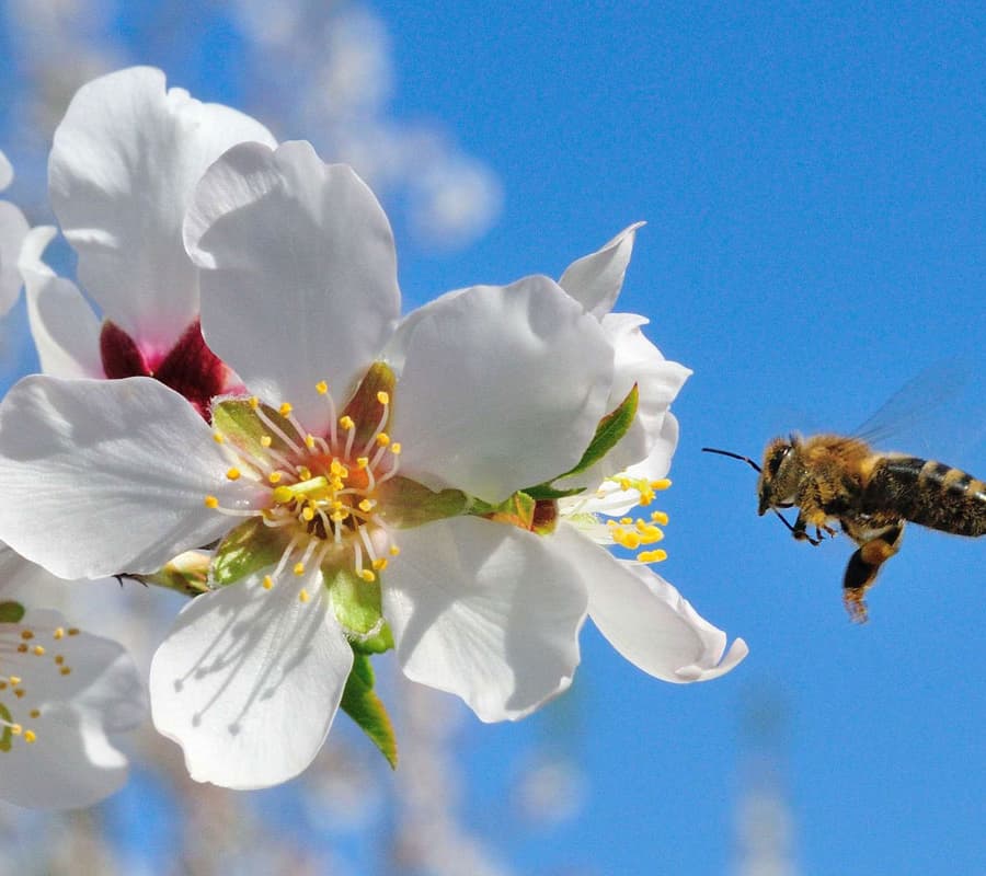 It’s a Bee’s Life | Interview with John Miller | Blue Diamond